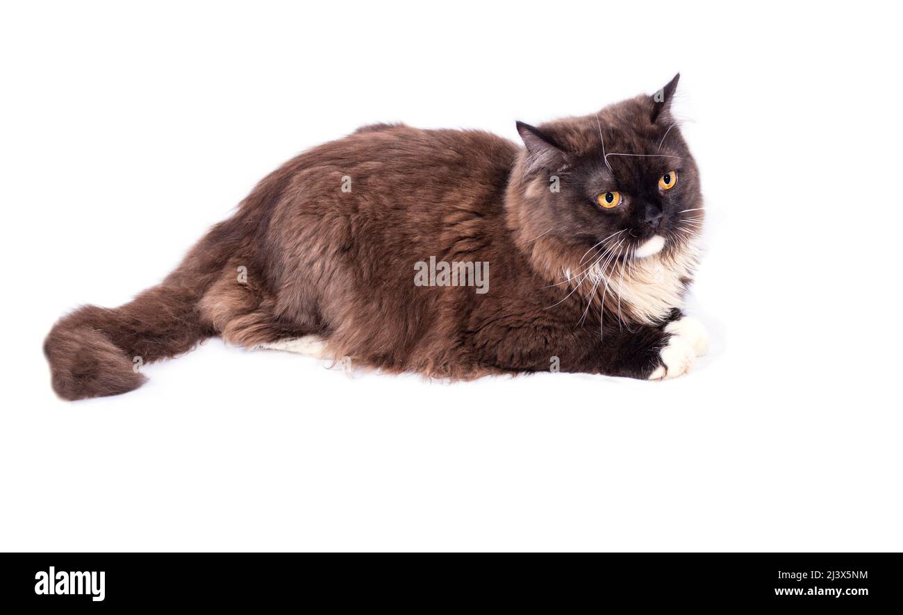 British Highland long-haired brown Scottish cat on a white background ...