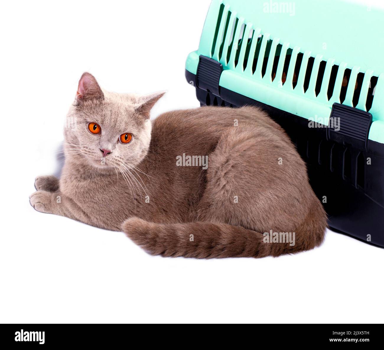 Fawn cat hi-res stock photography and images - Alamy