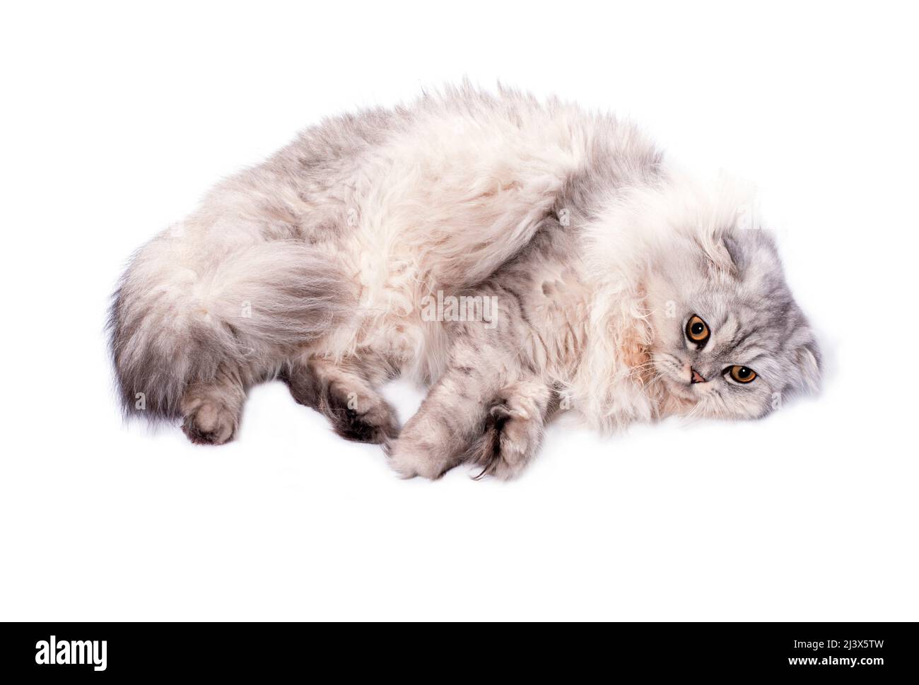 fold longhair Highland Scottish cat silver chinchilla lies in a bun on ...
