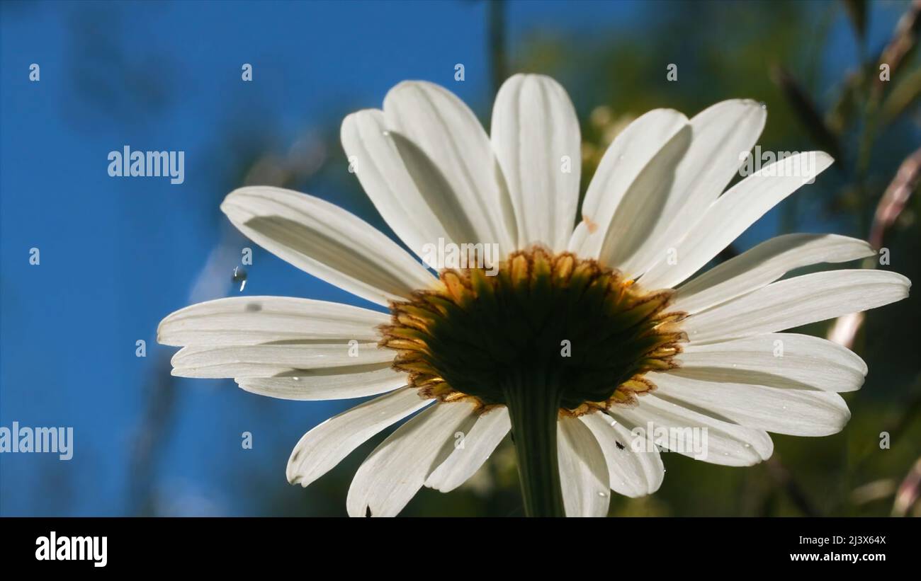 Daisy flower petals falling hi-res stock photography and images - Alamy