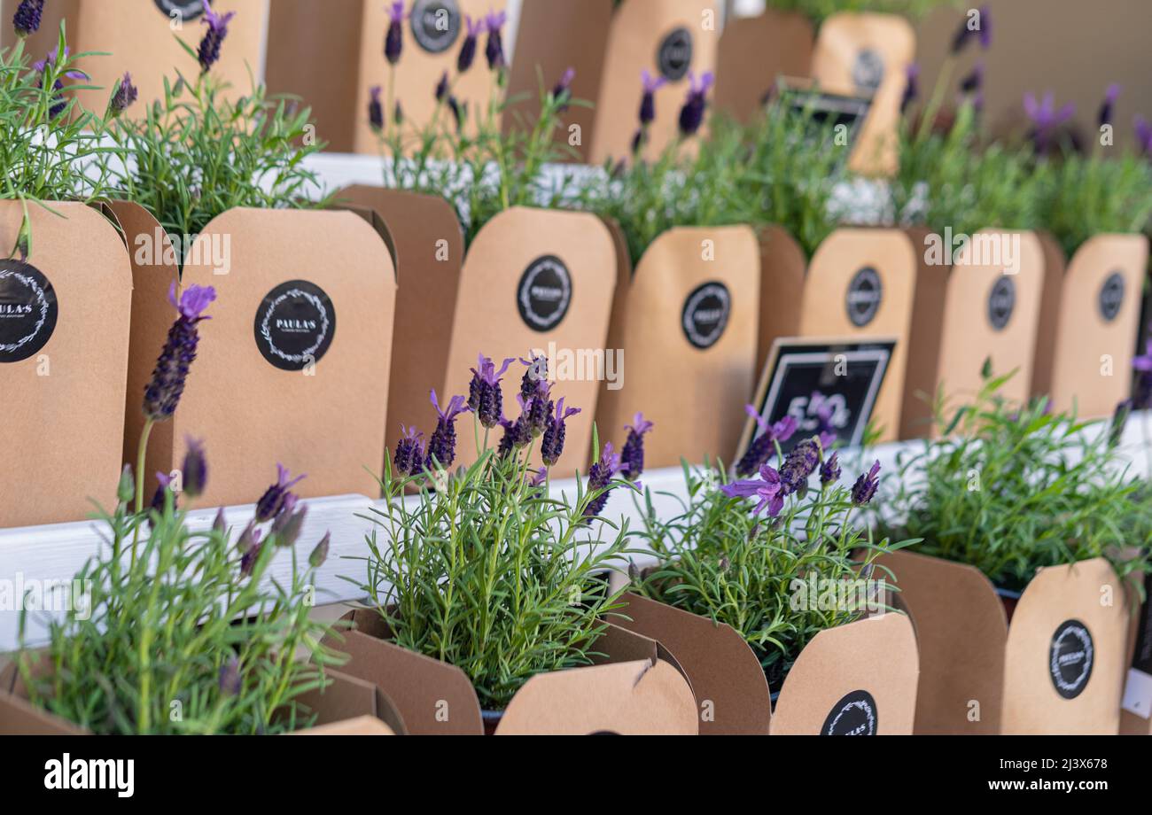 PORTO, PORTUGAL - 04.04.2022: Flower market with Fresh lavender in ...