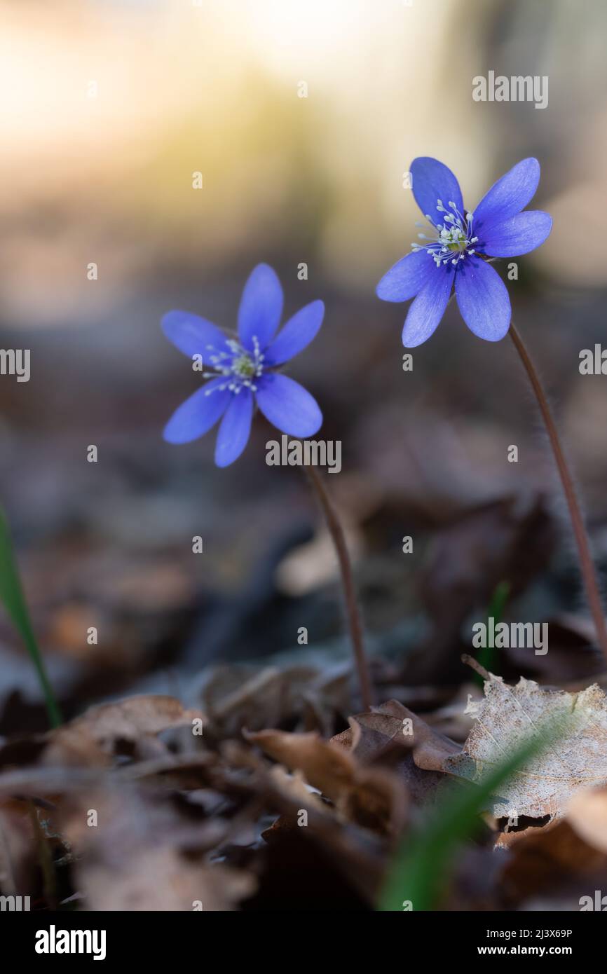 Close up or macro of blue spring flowers outdoors Stock Photo - Alamy