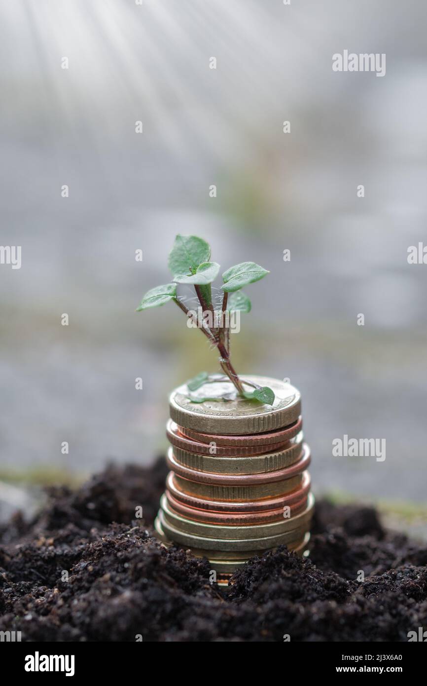 Plant growing from coins stack hi-res stock photography and images - Alamy