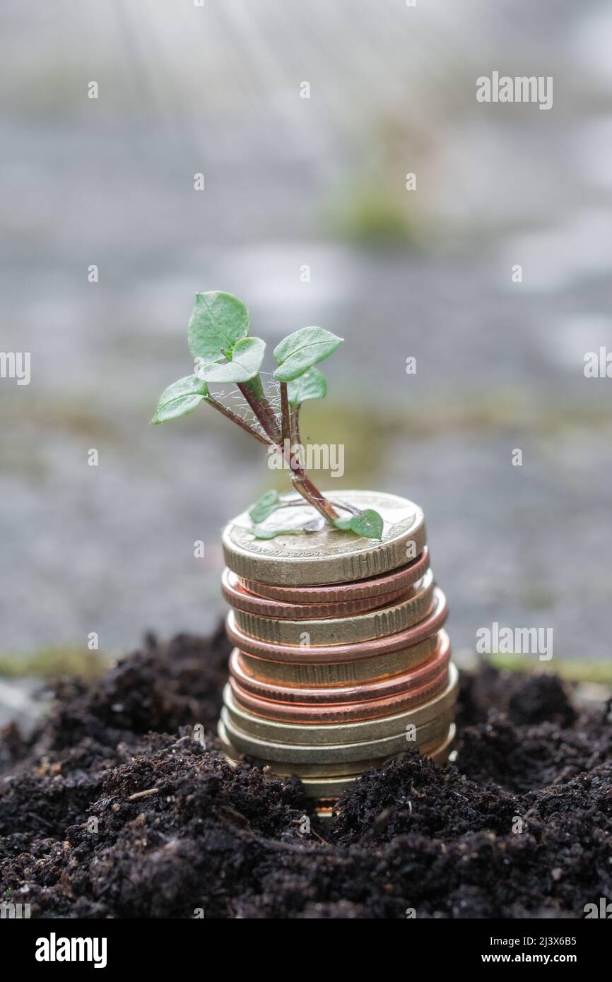 Plant growing from coins hi-res stock photography and images - Alamy