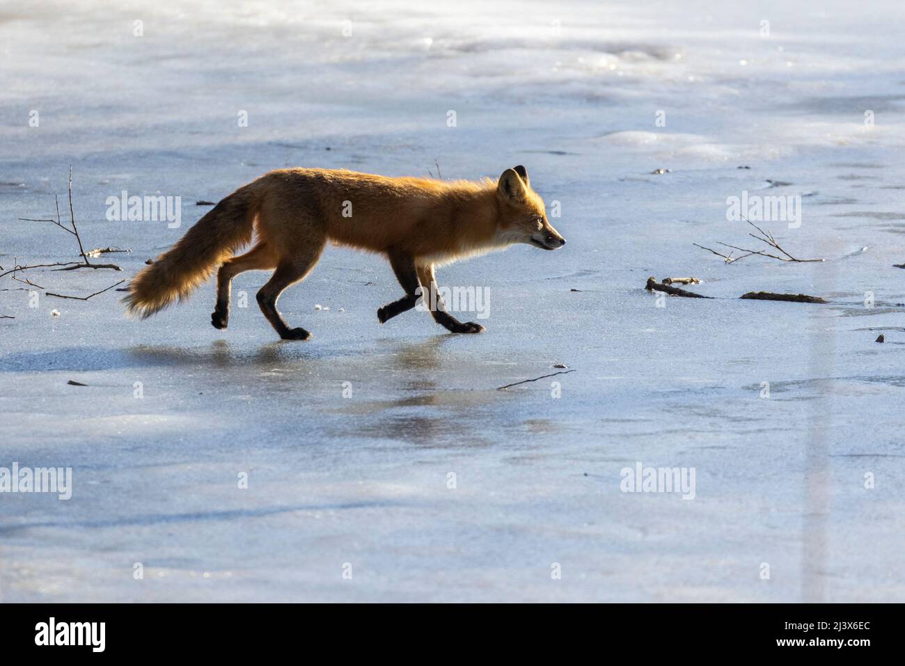 Red fox crossing a frozen lake Stock Photo - Alamy