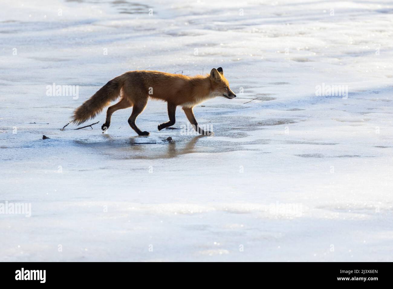 Red fox on a frozen lake hi-res stock photography and images - Alamy