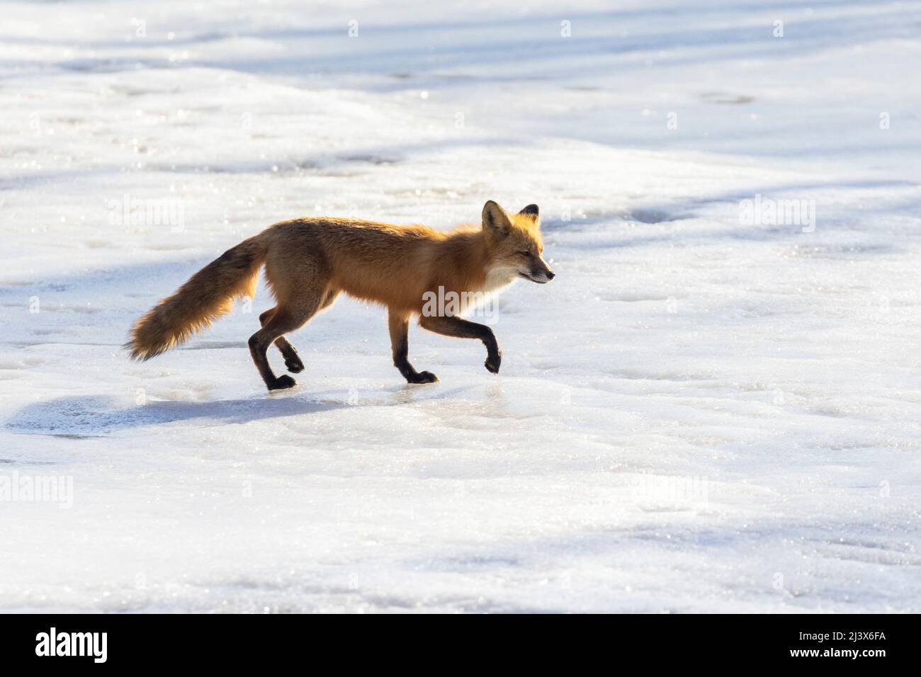 Red fox crossing a frozen lake Stock Photo - Alamy