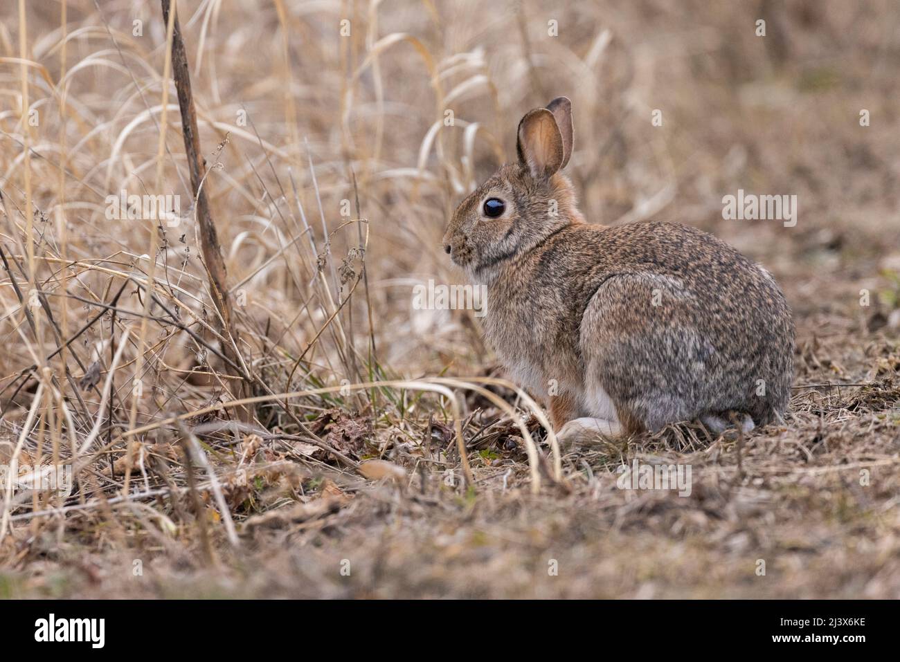 eastern cottontail bunny in early spring Stock Photo - Alamy