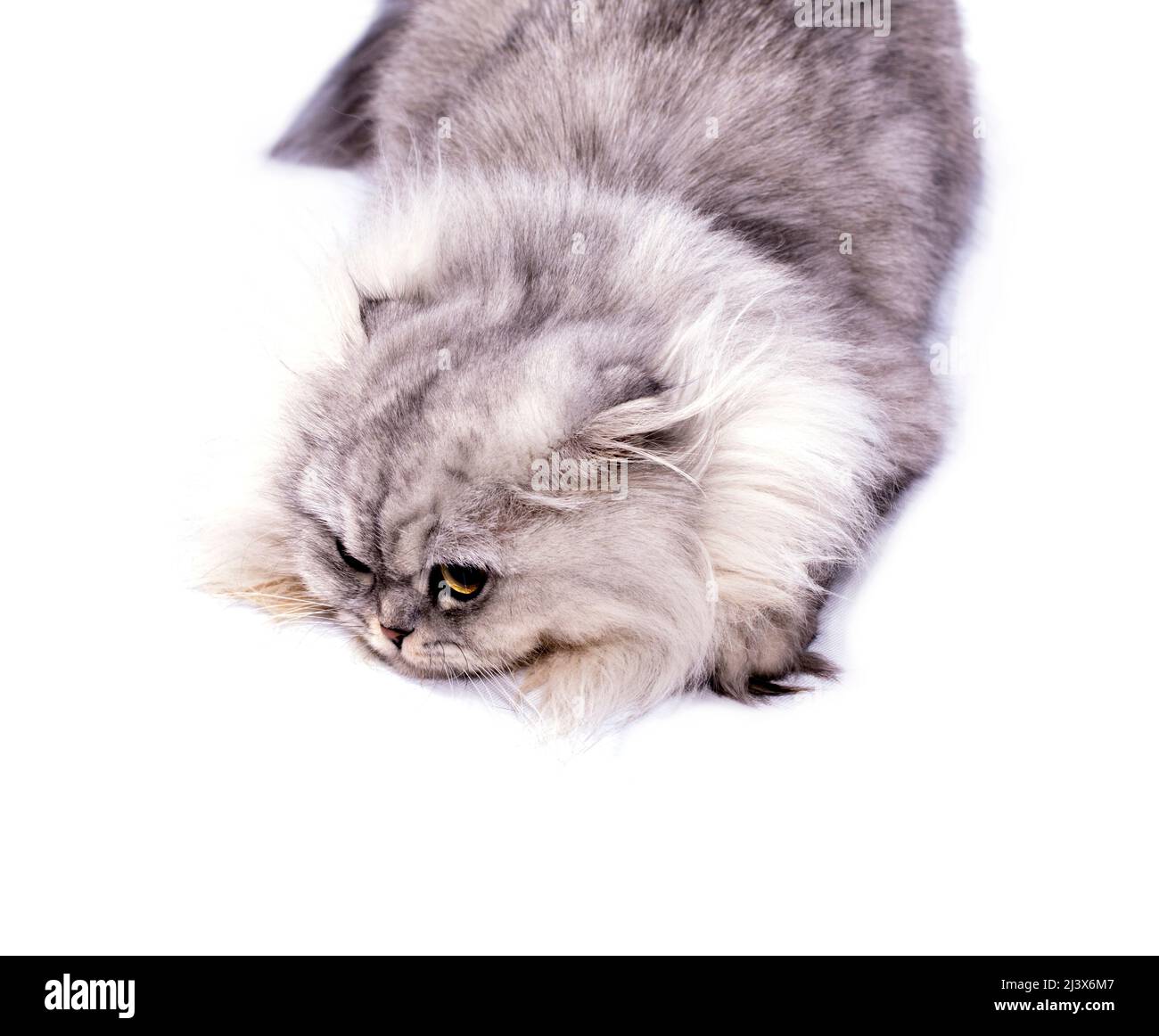 beautiful fluffy longhair Scottish cat silver chinchilla lying on a ...