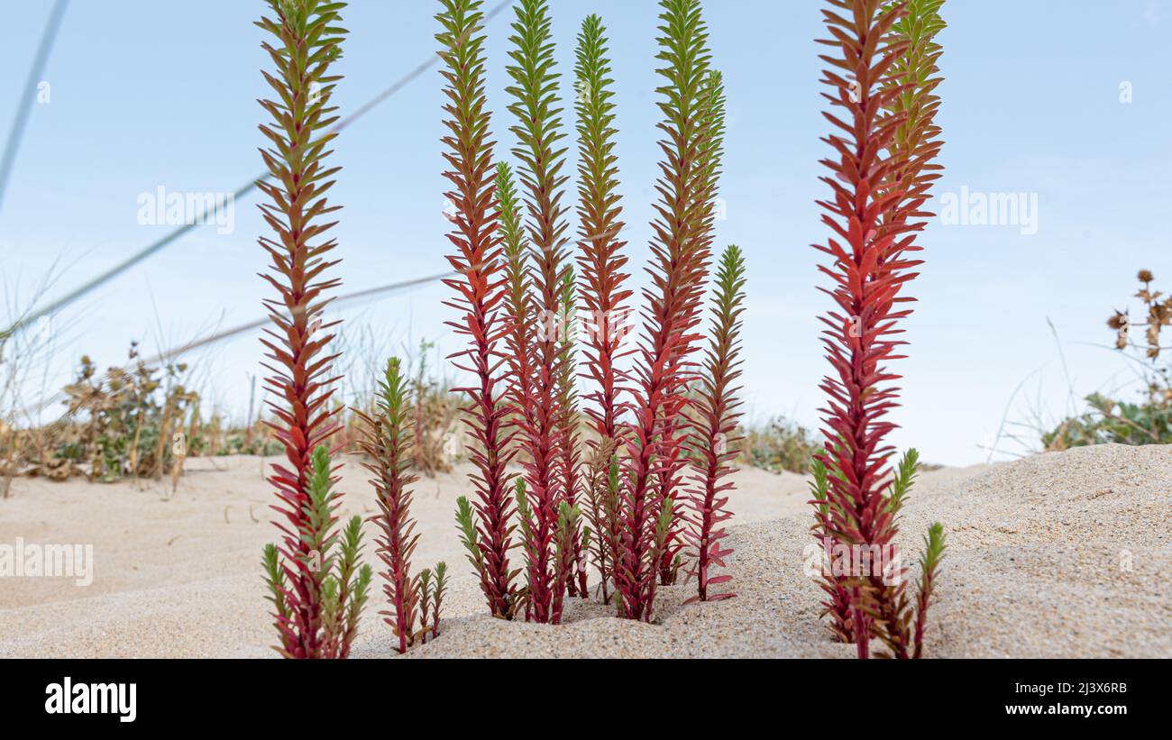 Herbaceous dune plant called Euphorbia paralias, Beach spurge, sea ...