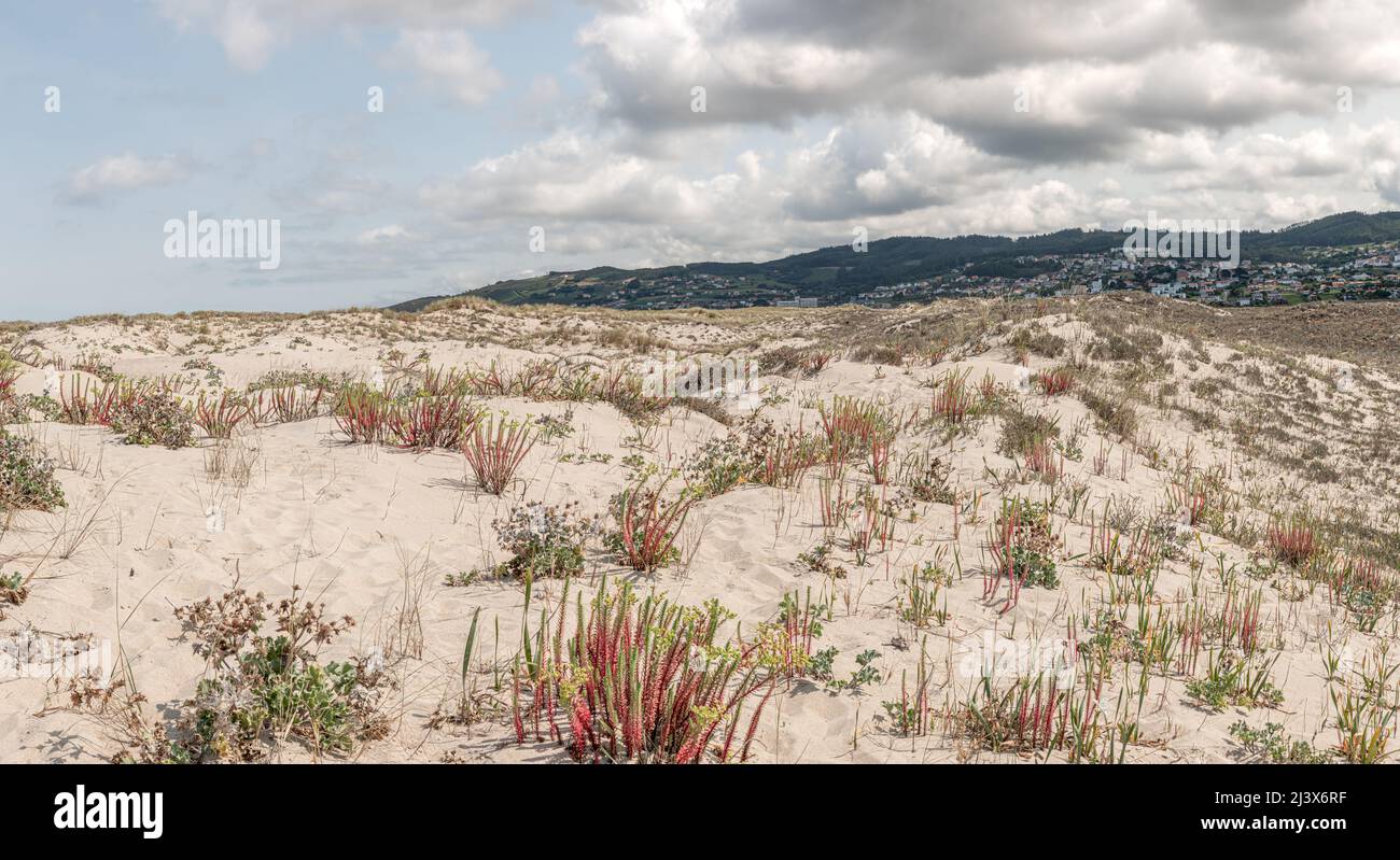 Herbaceous dune plant called Euphorbia paralias, Beach spurge, sea ...
