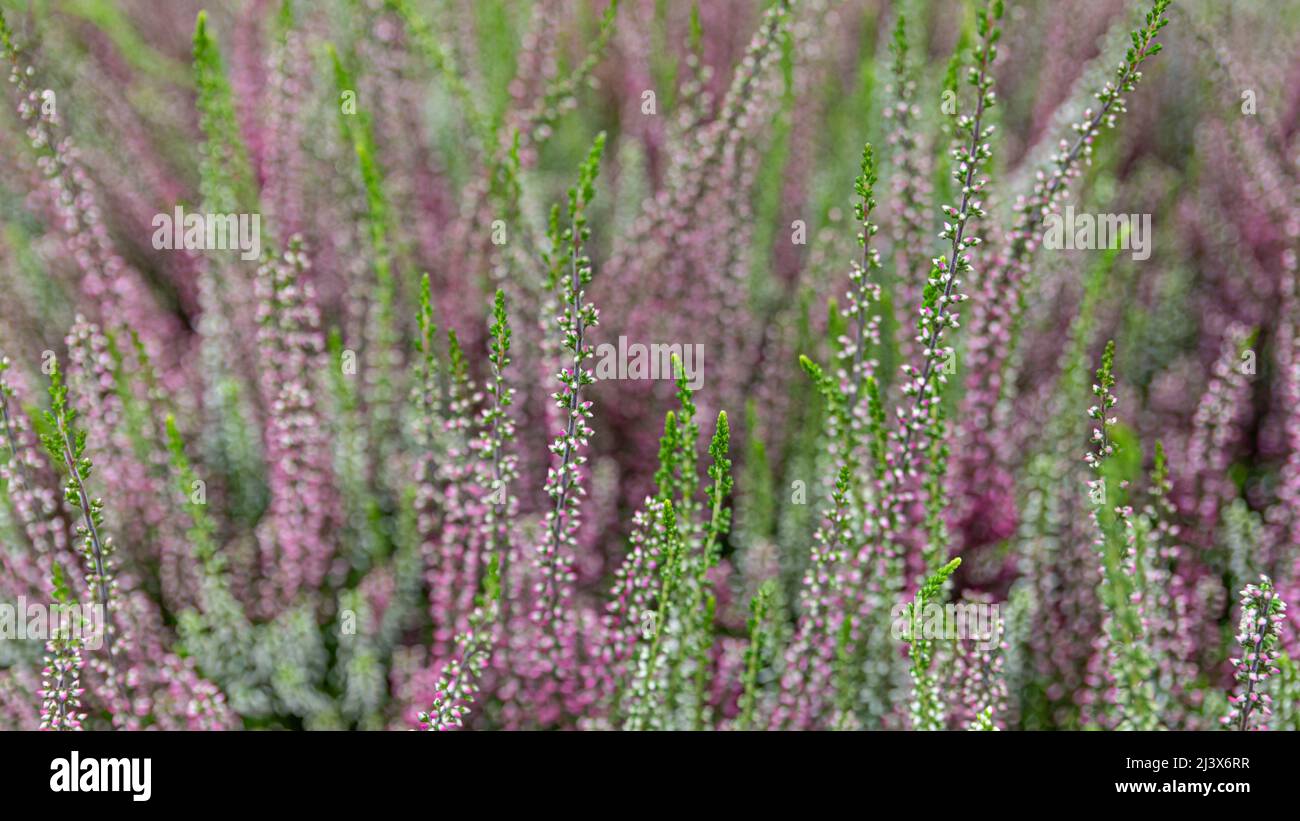 Plant Calluna vulgaris of the family Ericaceae, popularly called heath ...