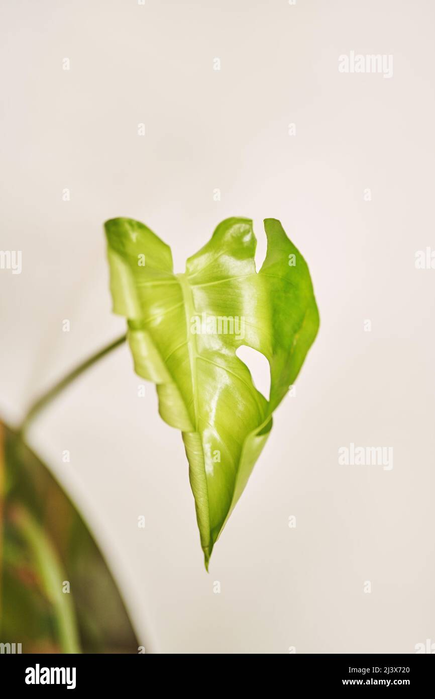 Green monstera leaf. Heart shape young exotic flora. Summer tropical ...