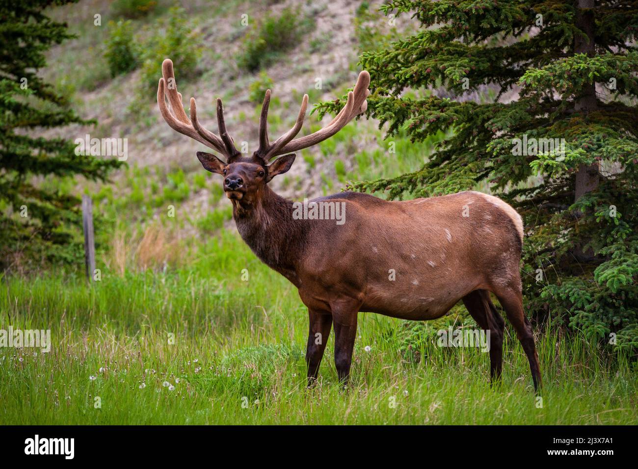 Elk in Jasper National Park, Alberta, Canada Stock Photo - Alamy