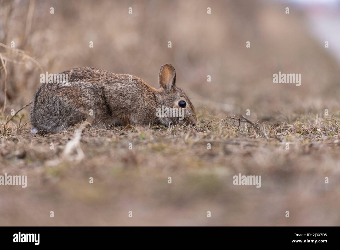 eastern cottontail bunny in early spring Stock Photo - Alamy