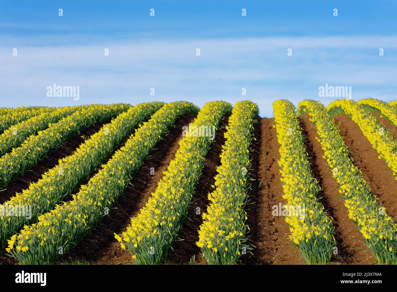 KINNEFF STONEHAVEN SCOTLAND FARMLAND A BLUE SKY AND ROWS OF DAFFODILS ...