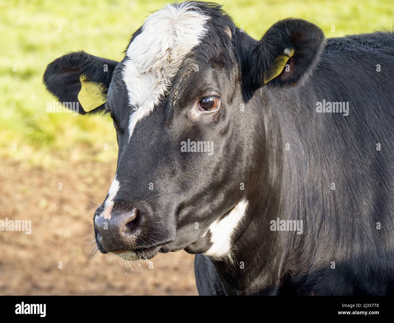 Black and white cow hi-res stock photography and images - Alamy