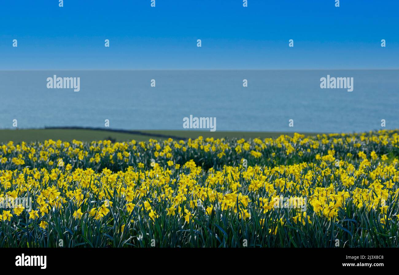 KINNEFF STONEHAVEN SCOTLAND FARMLAND FARMS AND BLUE SKY AND SEA FIELDS ...