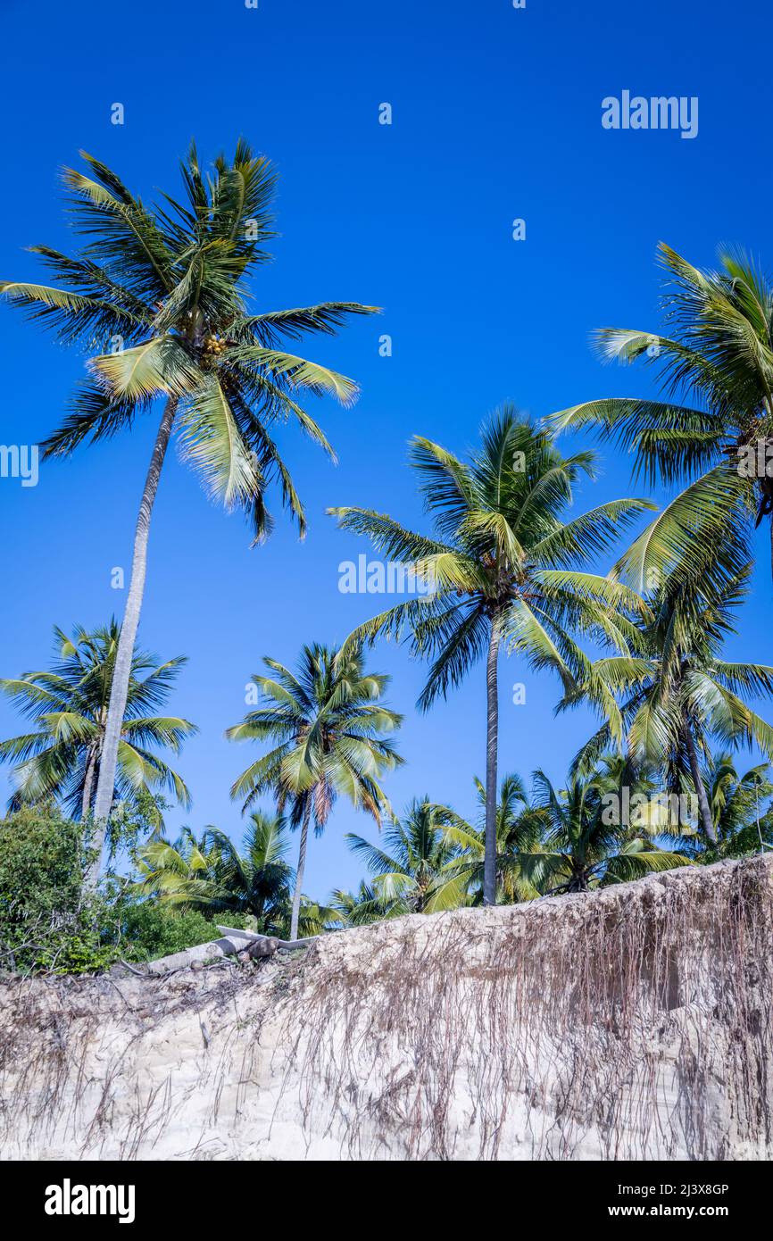 Beautiful paradise beach without people. Palm trees next to a sand ...