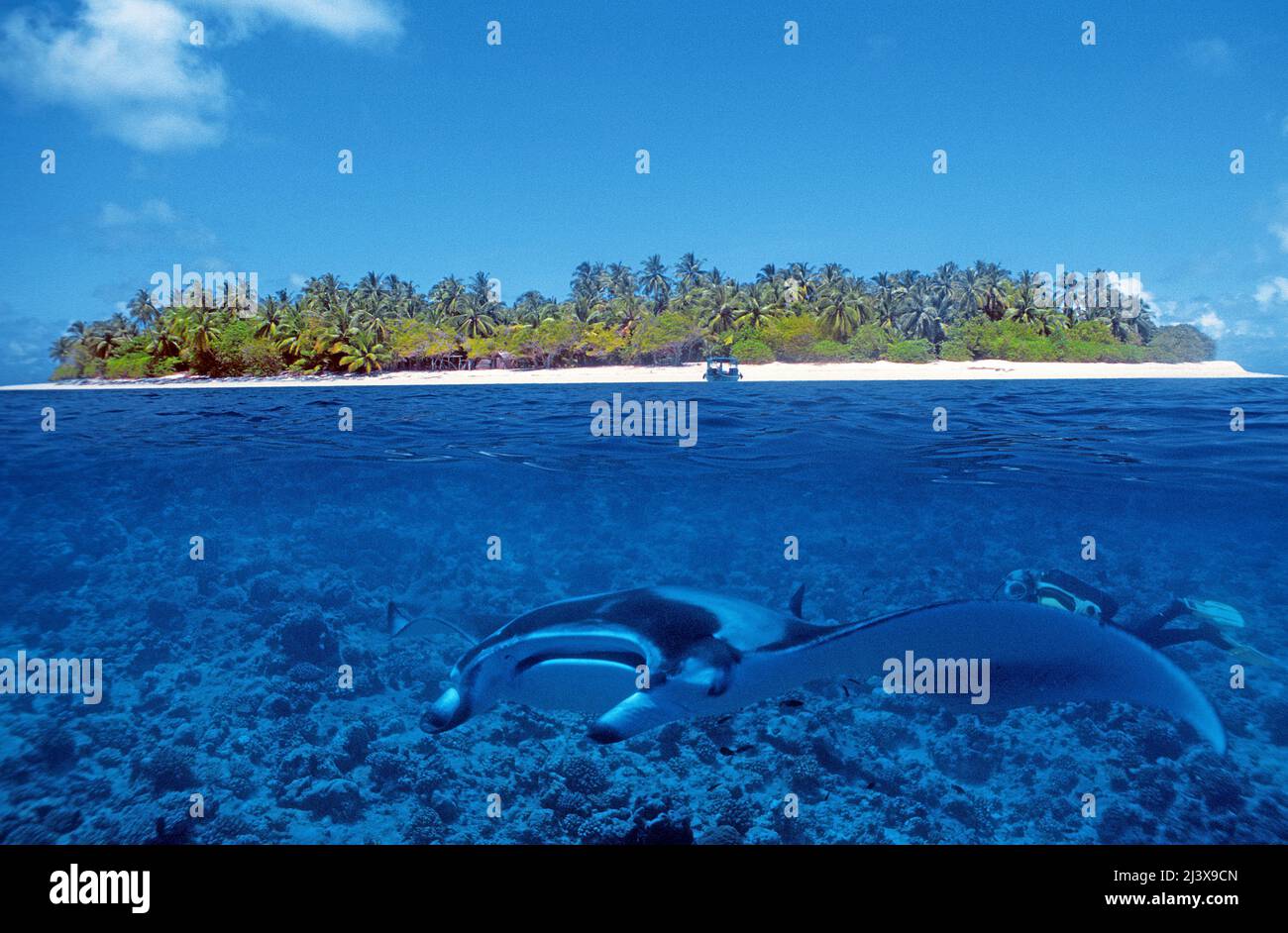 Split image, maldivian island and Giant oceanic manta ray or Giant ...