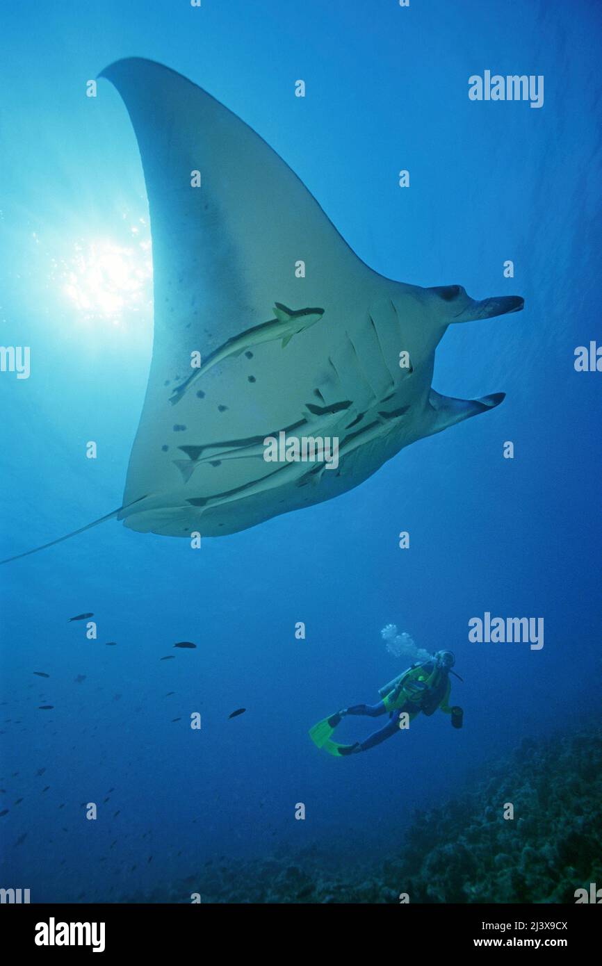 Scuba diver with Giant oceanic manta ray or Giant manta ray (Manta ...