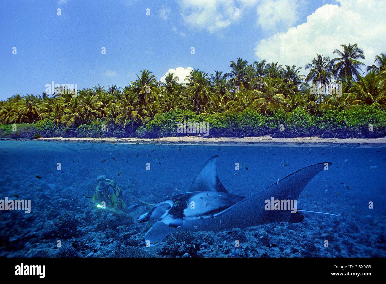 Split image, maldivian island and Giant oceanic manta ray or Giant ...