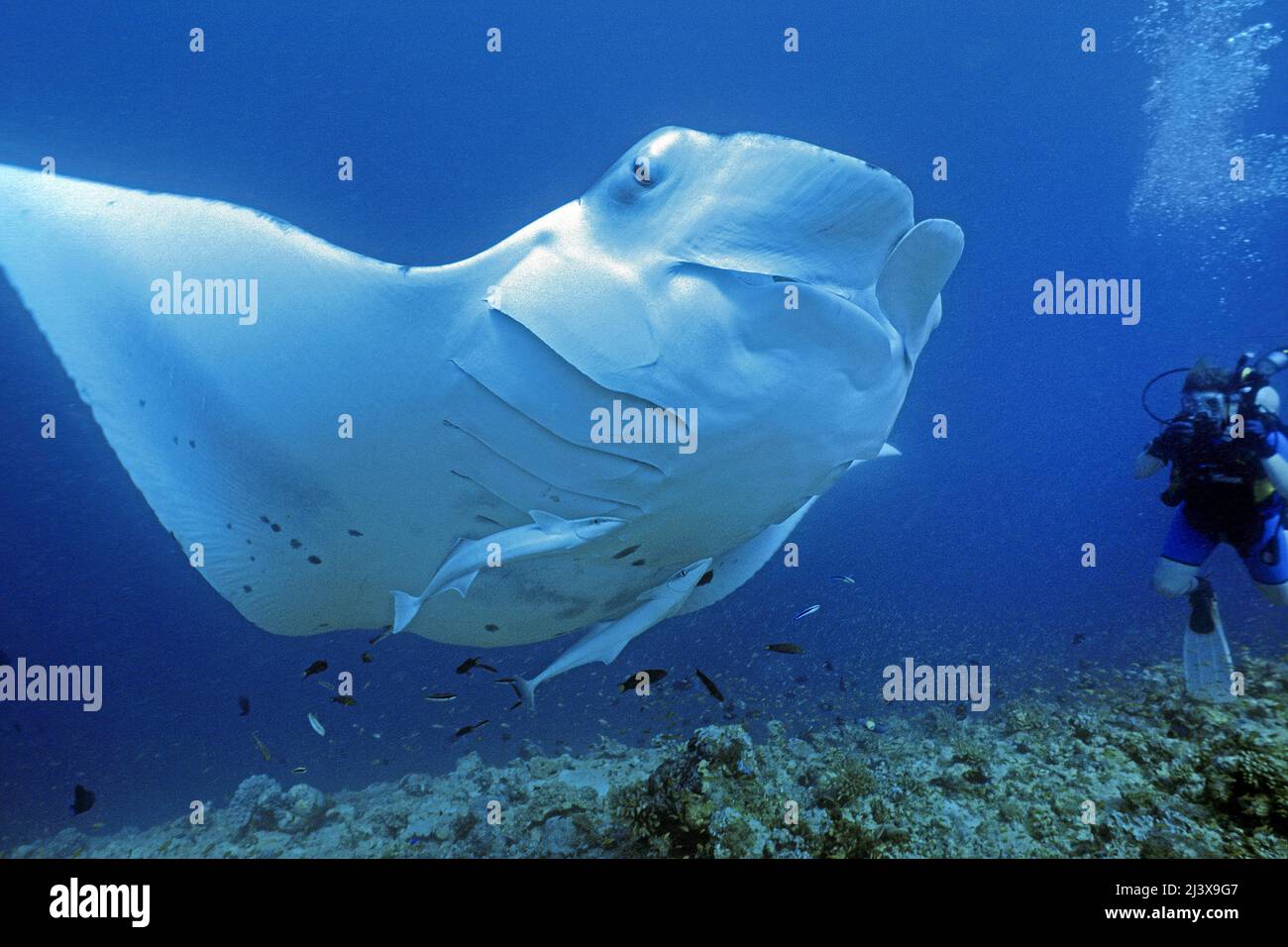 Scuba diver with Giant oceanic manta ray or Giant manta ray (Manta ...