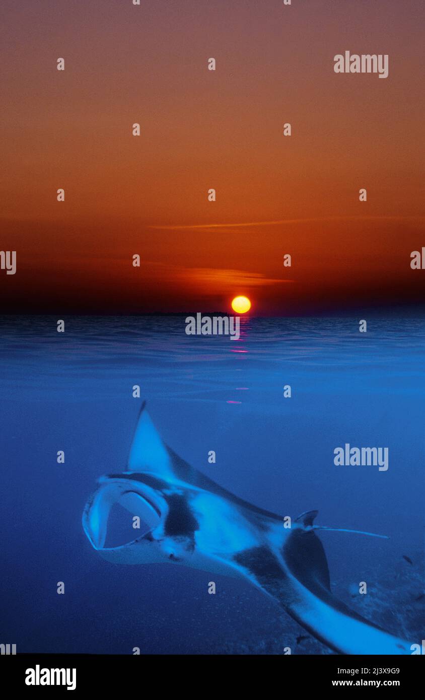 Split image, sunset and Giant oceanic manta ray or Giant manta ray ...