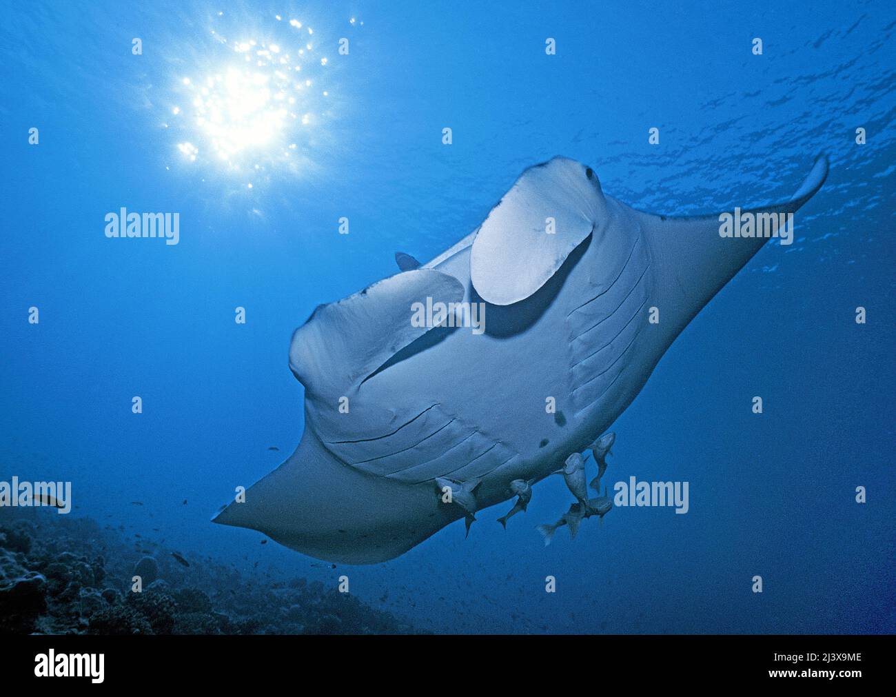 Giant oceanic manta ray or Giant manta ray (Manta birostris), with ...
