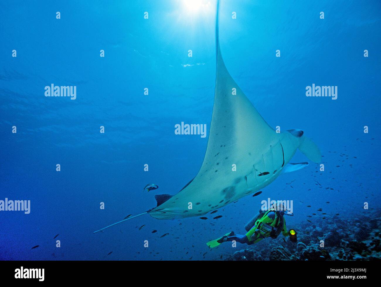 Scuba diver with Giant oceanic manta ray or Giant manta ray (Manta ...