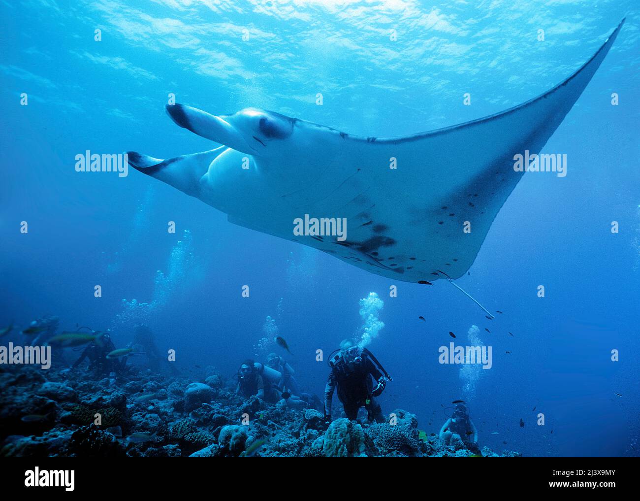 A group divers watching Giant oceanic manta ray or Giant manta ray ... A group divers watching Giant oceanic manta ray or Giant manta ray ...