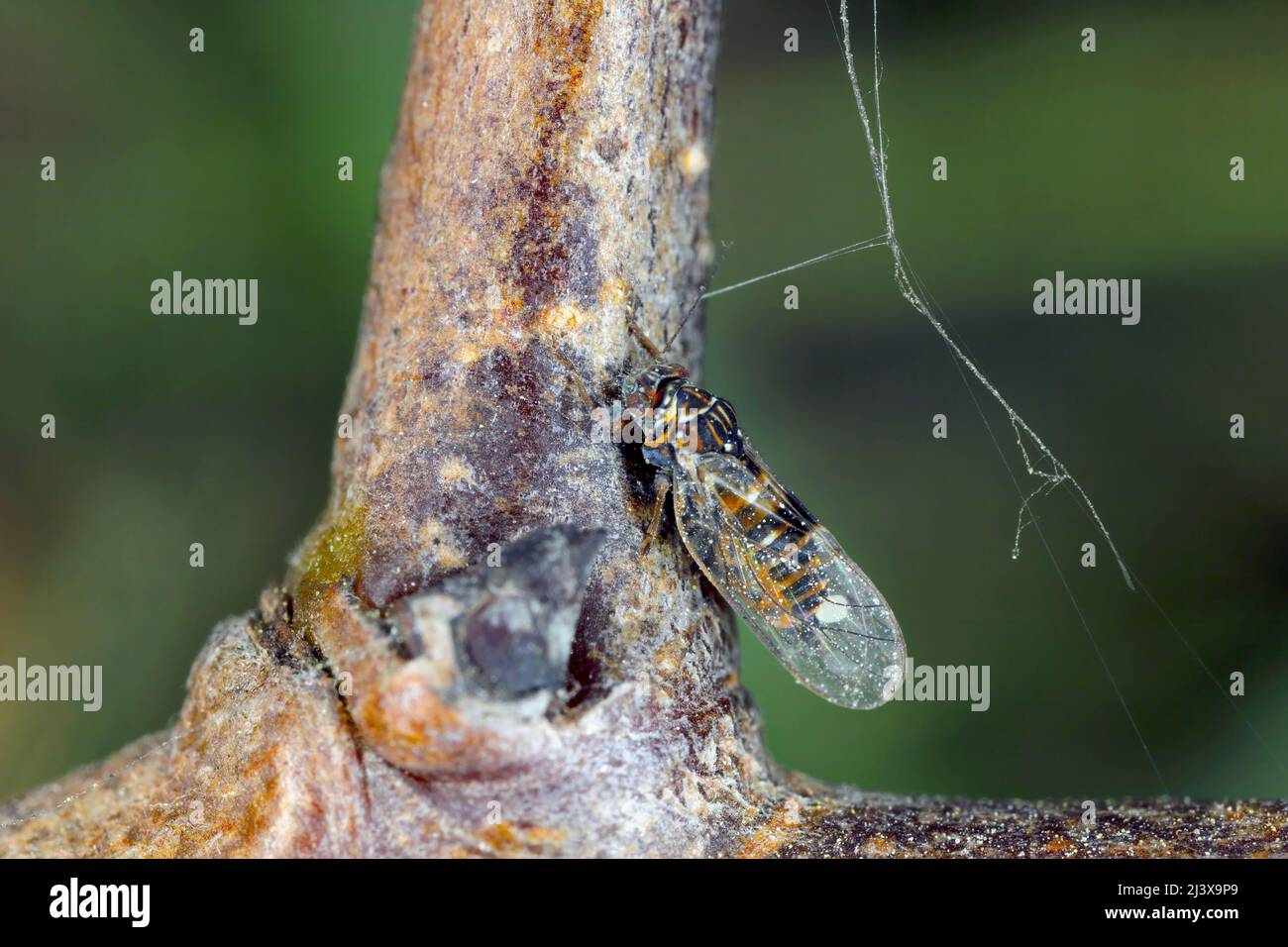 Important tree for insects hi-res stock photography and images - Alamy