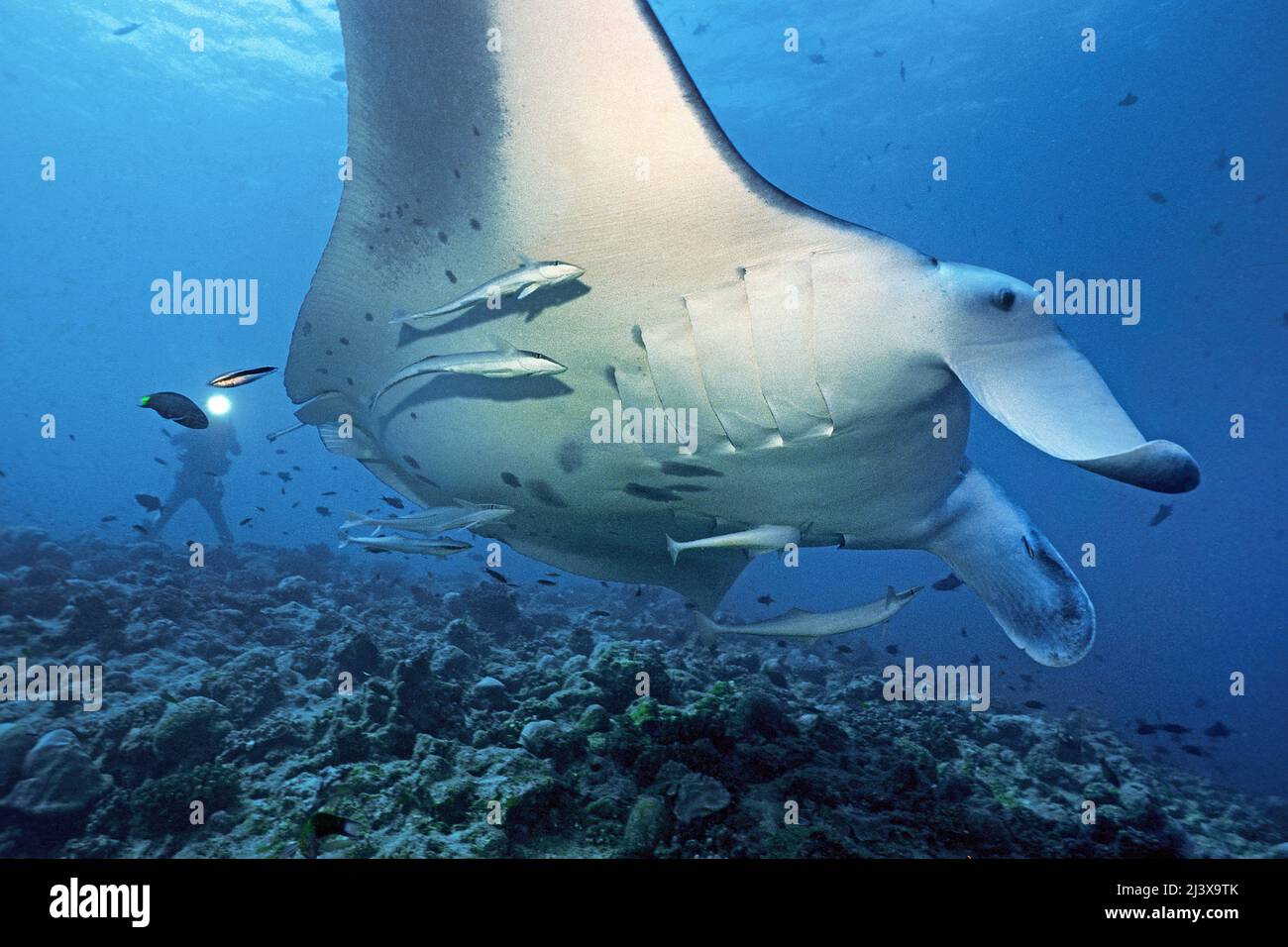 Scuba diver with Giant oceanic manta ray or Giant manta ray (Manta ...