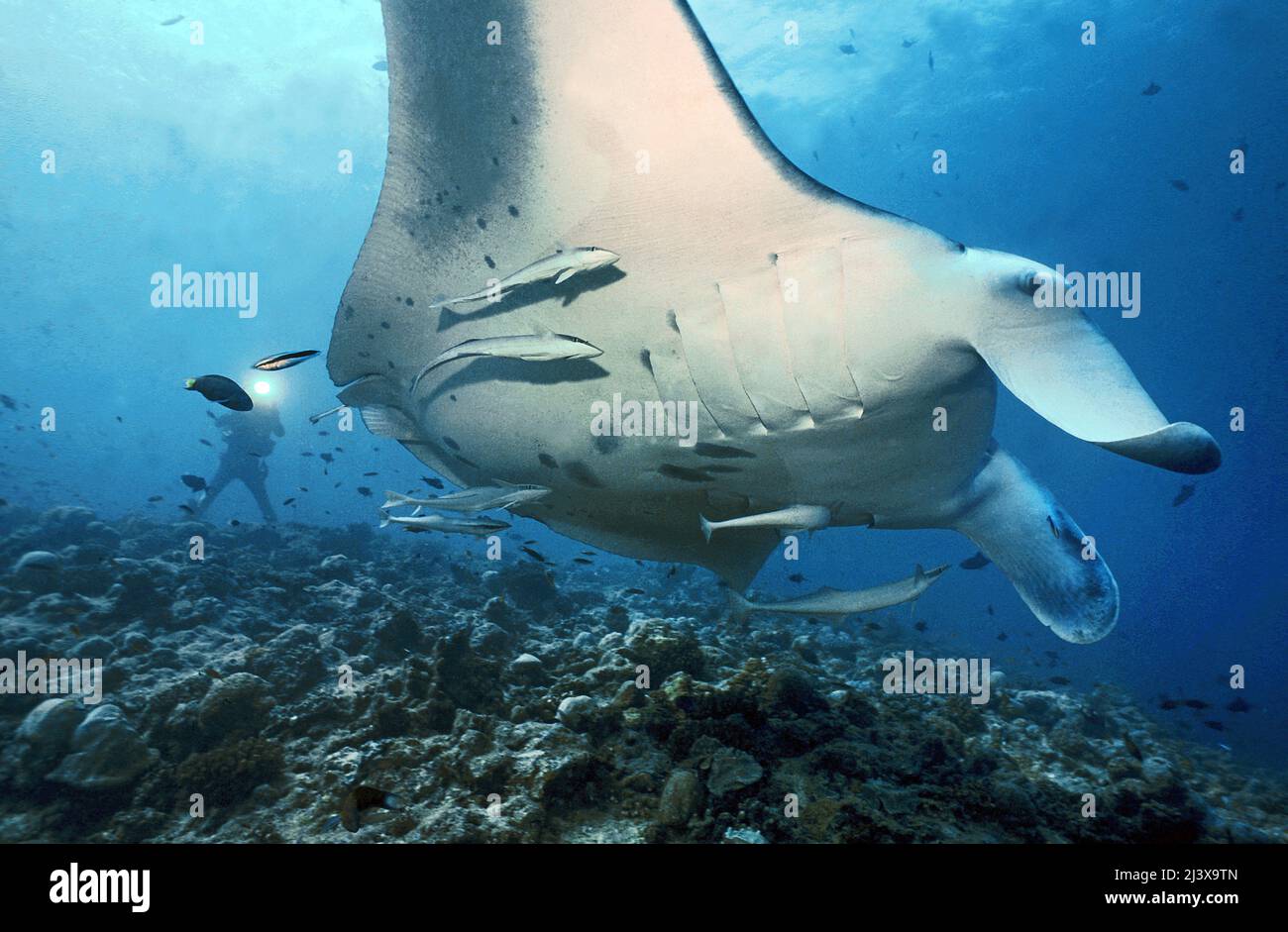 Scuba diver with Giant oceanic manta ray or Giant manta ray (Manta ...