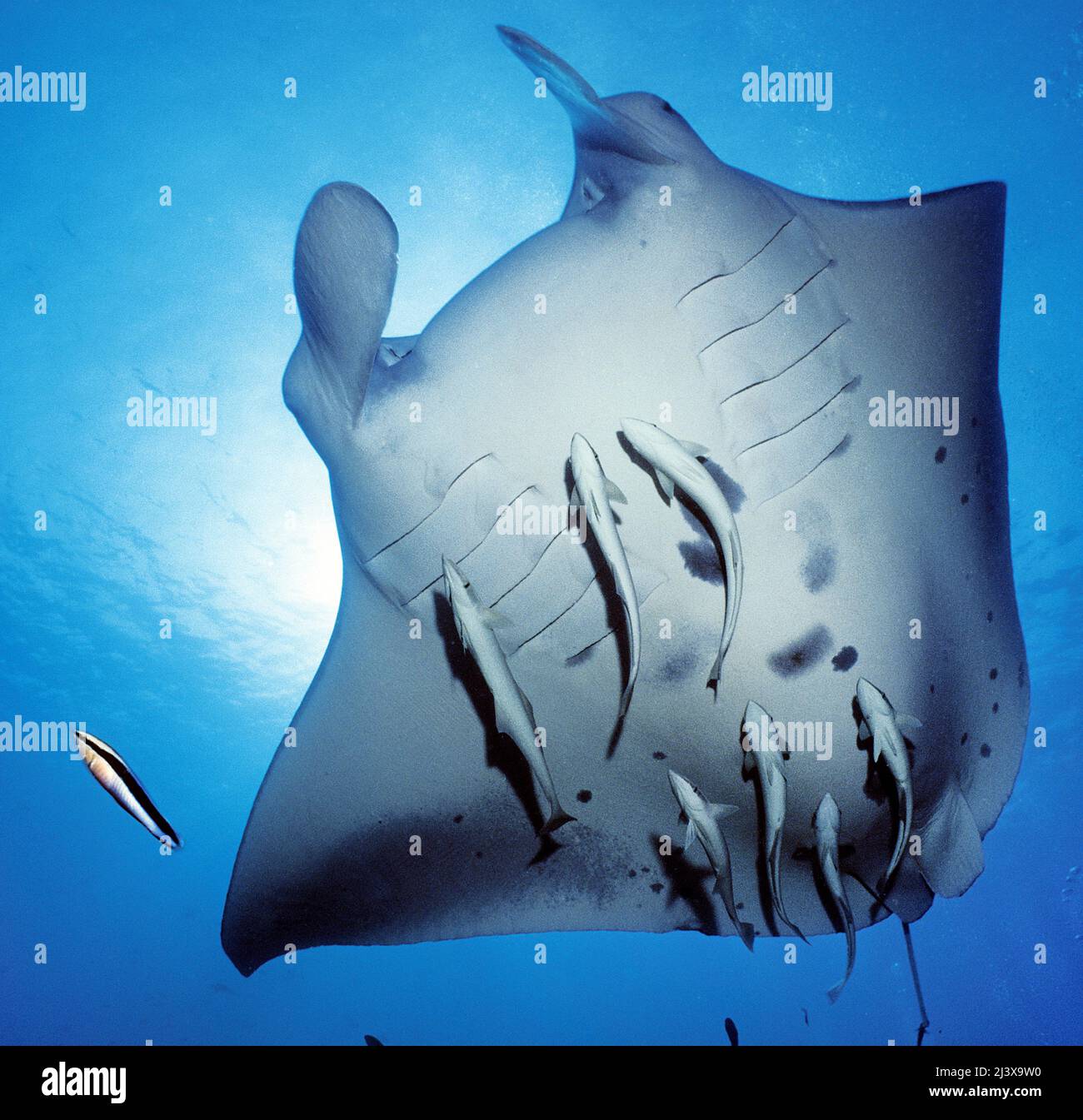 Giant oceanic manta ray or Giant manta ray (Manta birostris), with ...