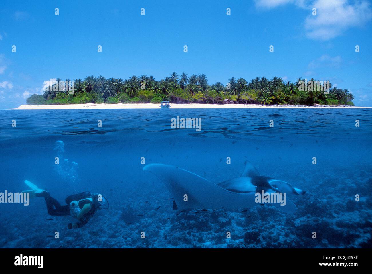 Split image, maldivian island and Giant oceanic manta ray or Giant ...