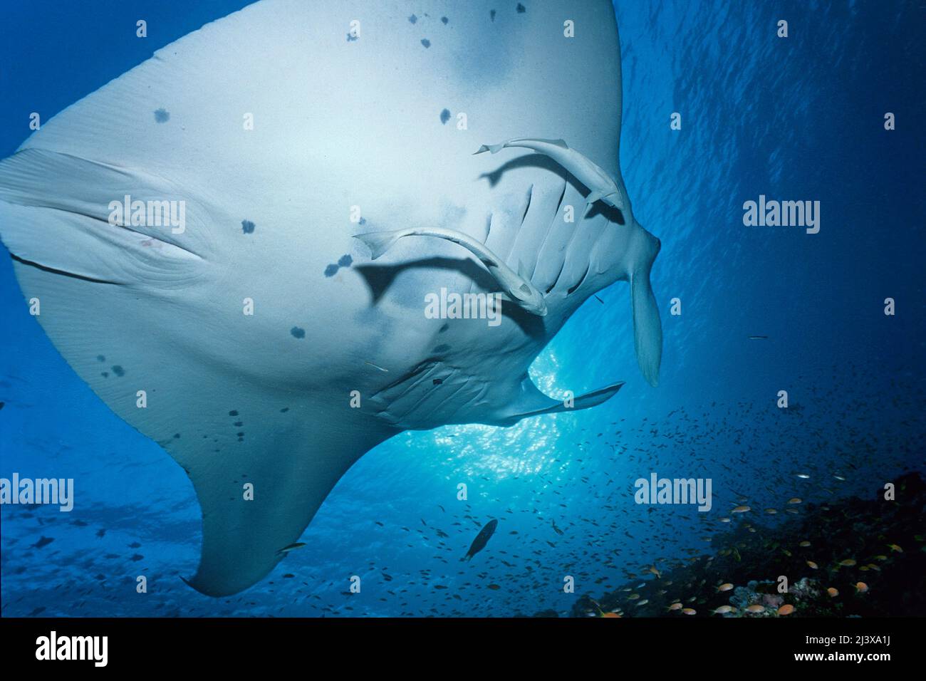 Giant oceanic manta ray or Giant manta ray (Manta birostris), with ... Giant oceanic manta ray or Giant manta ray (Manta birostris), with ...