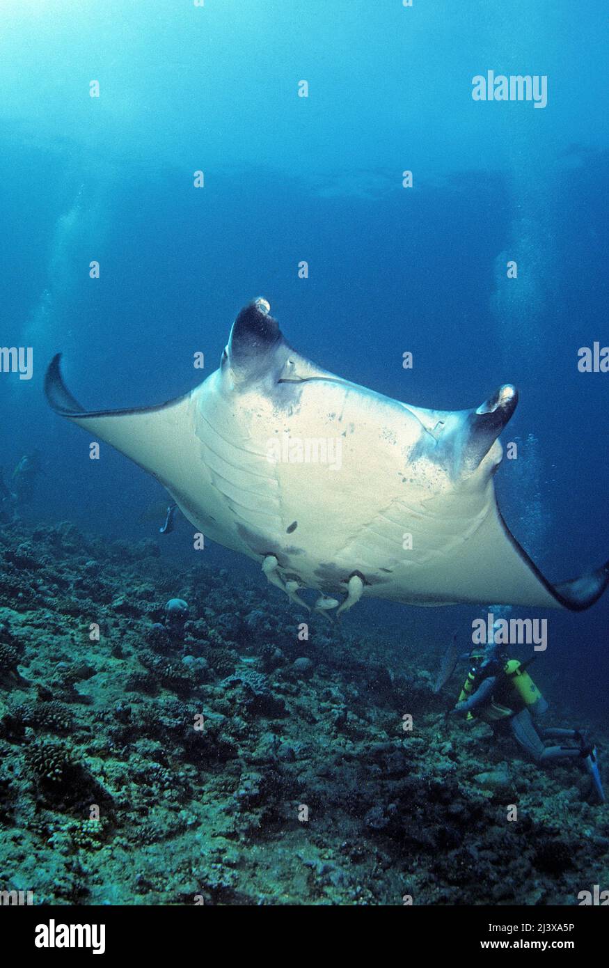 Scuba diver with Giant oceanic manta ray or Giant manta ray (Manta ...