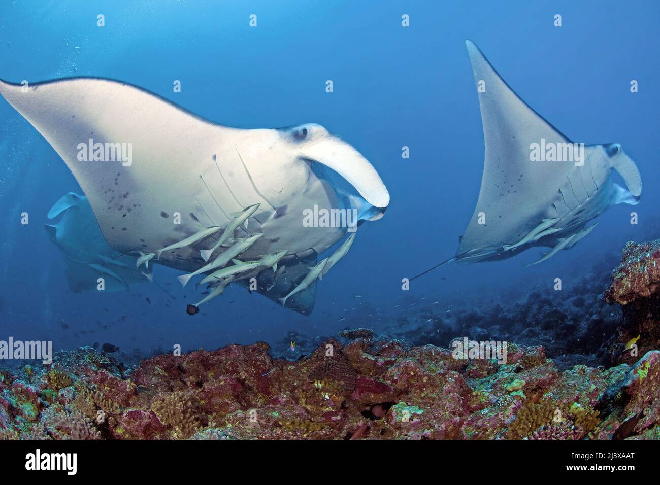 Two manta ray underwater hi-res stock photography and images - Alamy