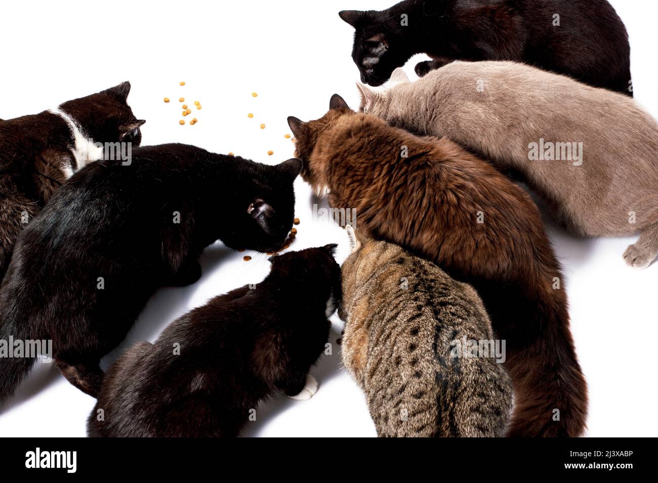 seven different colored cats eat dry food from the floor, food, lunch ...