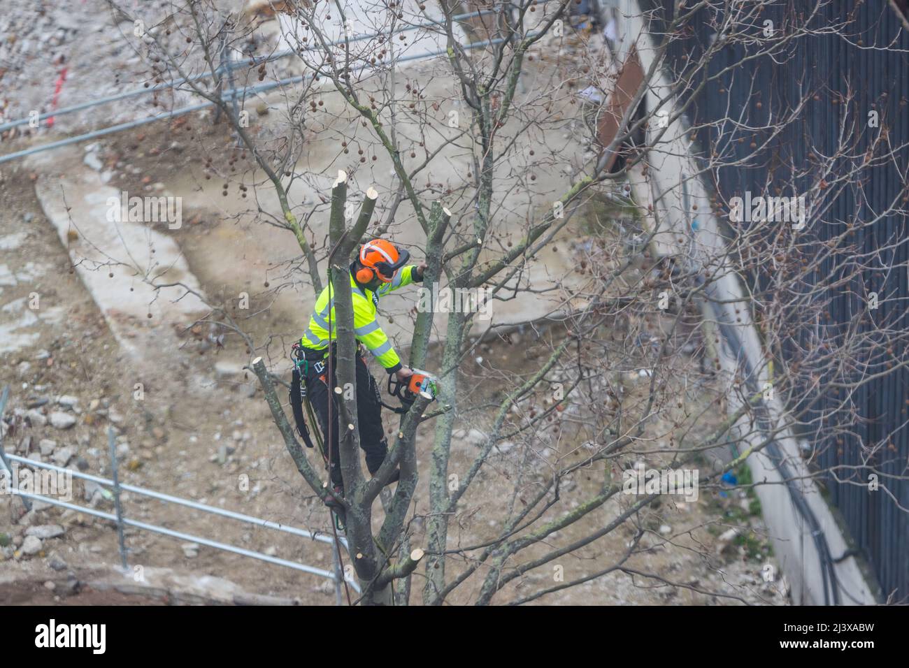 Tree surgeon working in a tree Stock Photo - Alamy