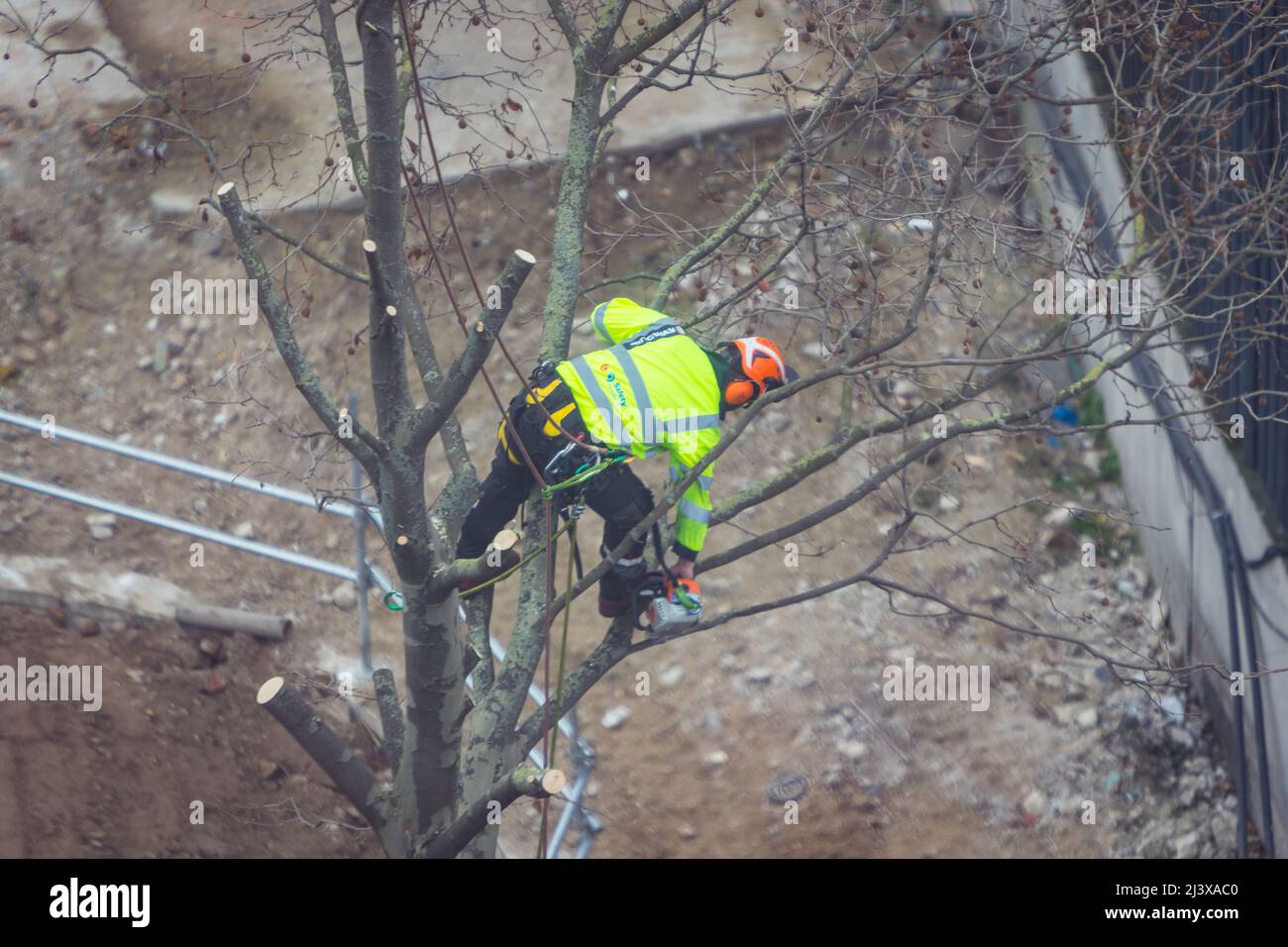 Tree surgeon working in a tree Stock Photo - Alamy