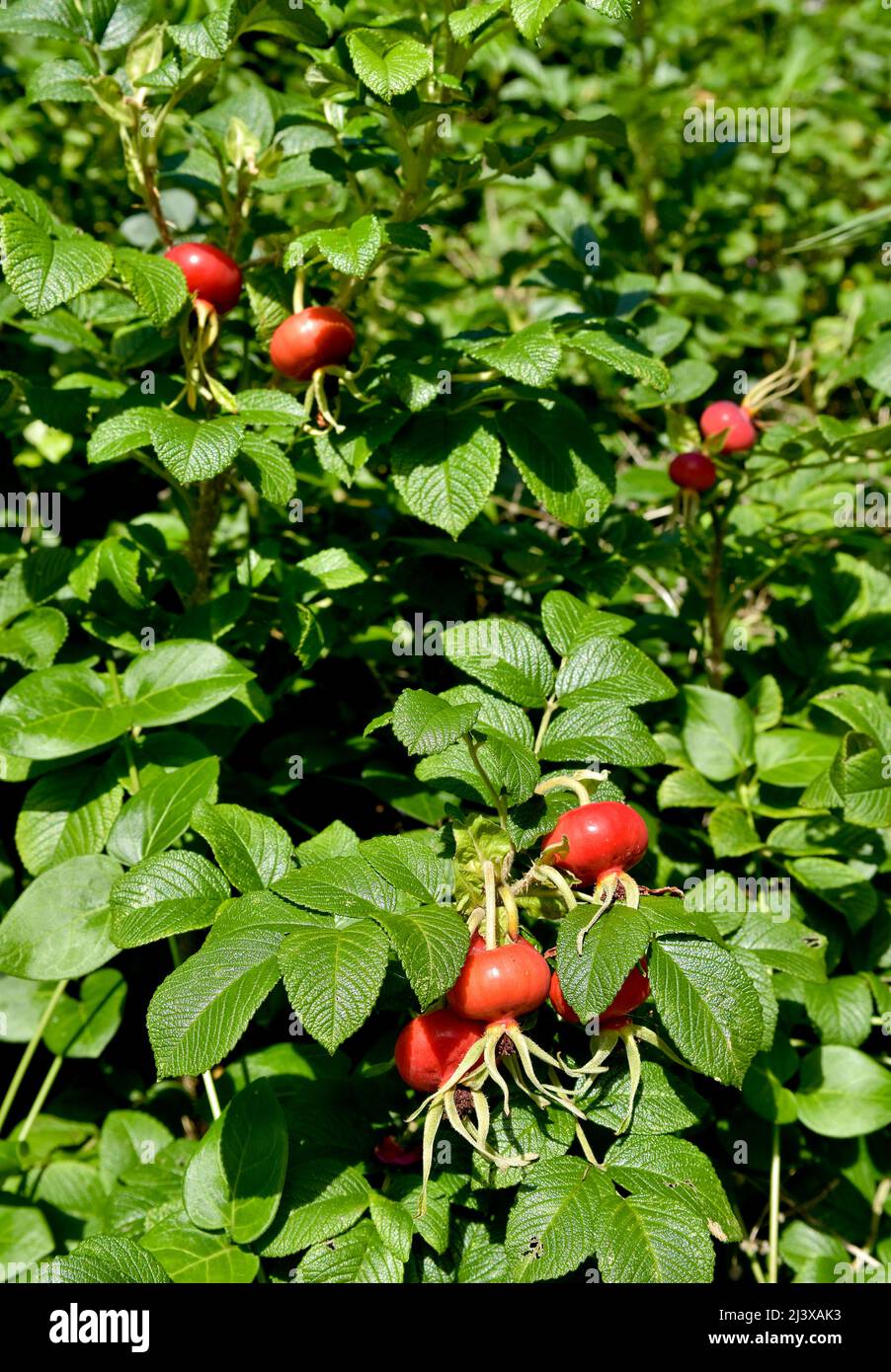 Abundance of bright coloured Rose hips or rosehips, also called rose ...