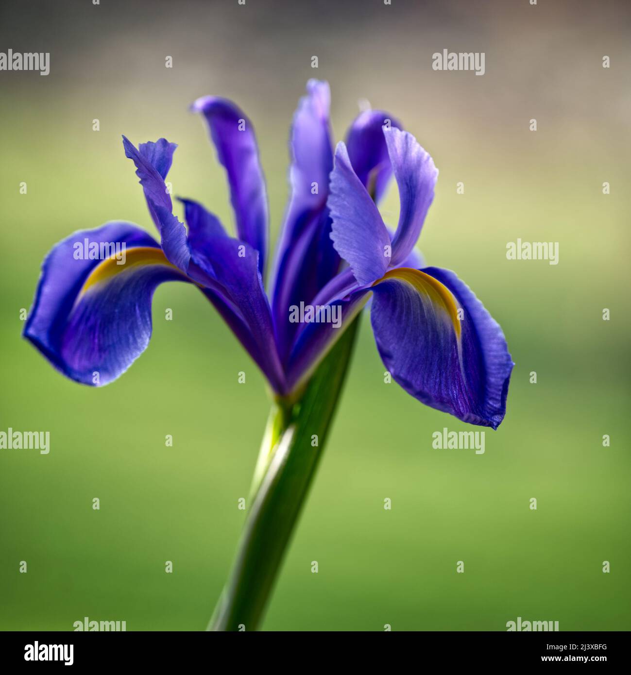 Wild blue iris hi-res stock photography and images - Alamy