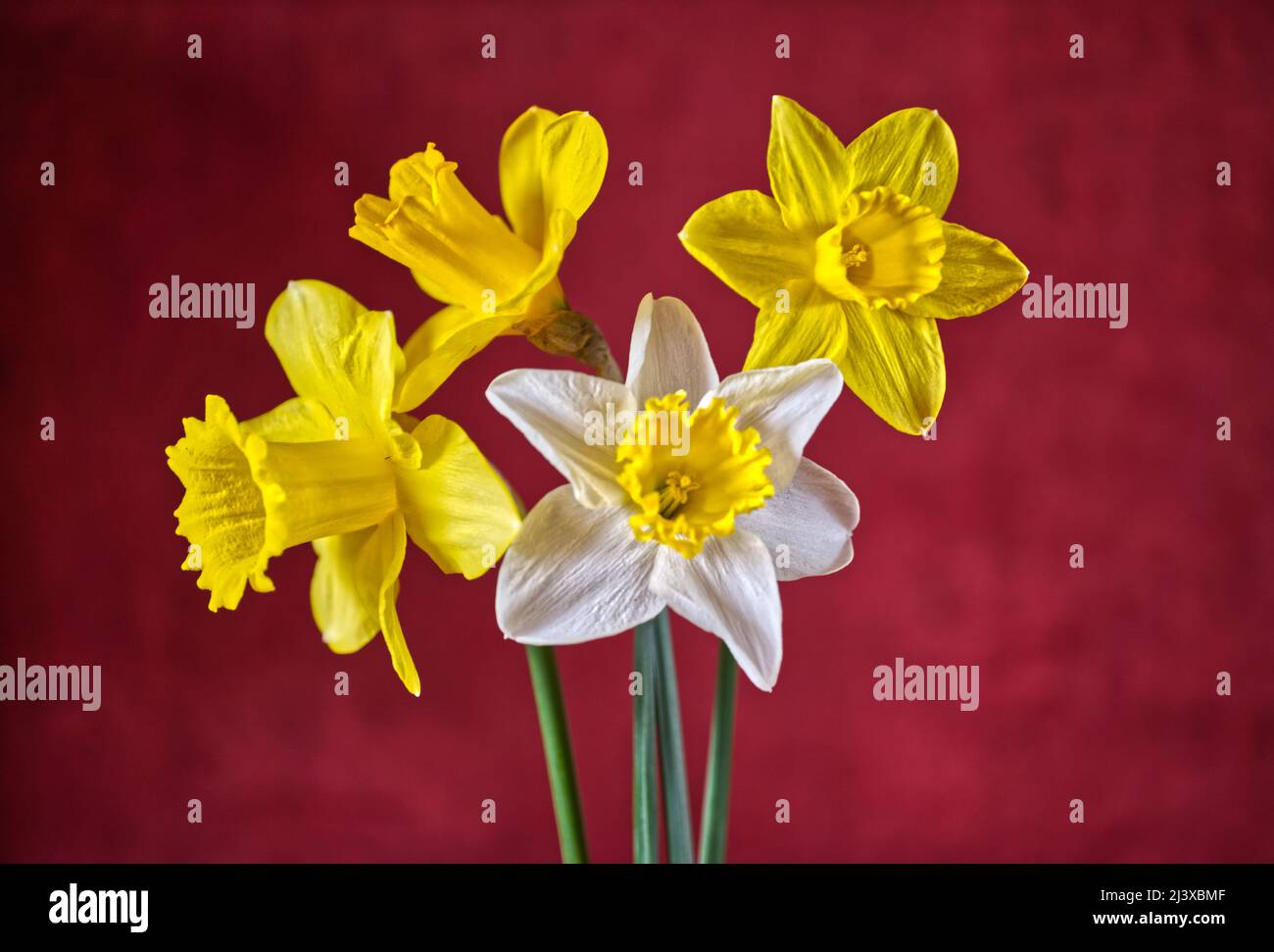 Portrait format daffodils hi-res stock photography and images - Alamy