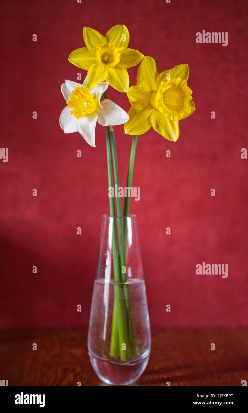 Portrait format daffodils hi-res stock photography and images - Alamy