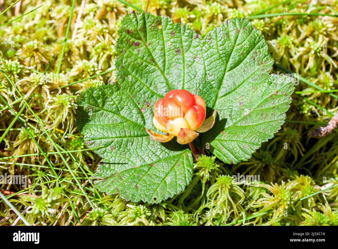 Cloudberry growning on swamp in summer. Fresh wild berry in the moss ...