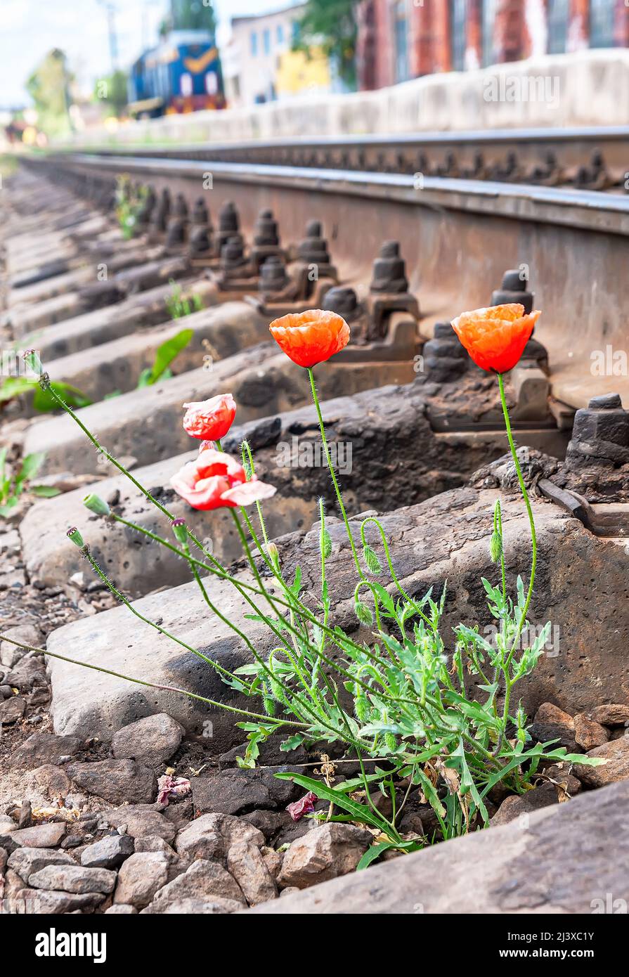 Red poppy flowers growing at the railway station next the railroad ...