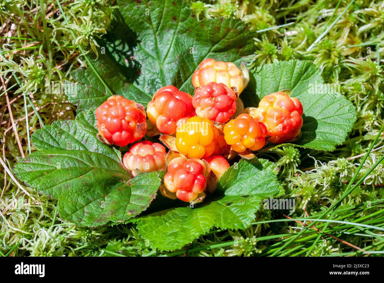 Vitamin summer moss berry hi-res stock photography and images - Alamy