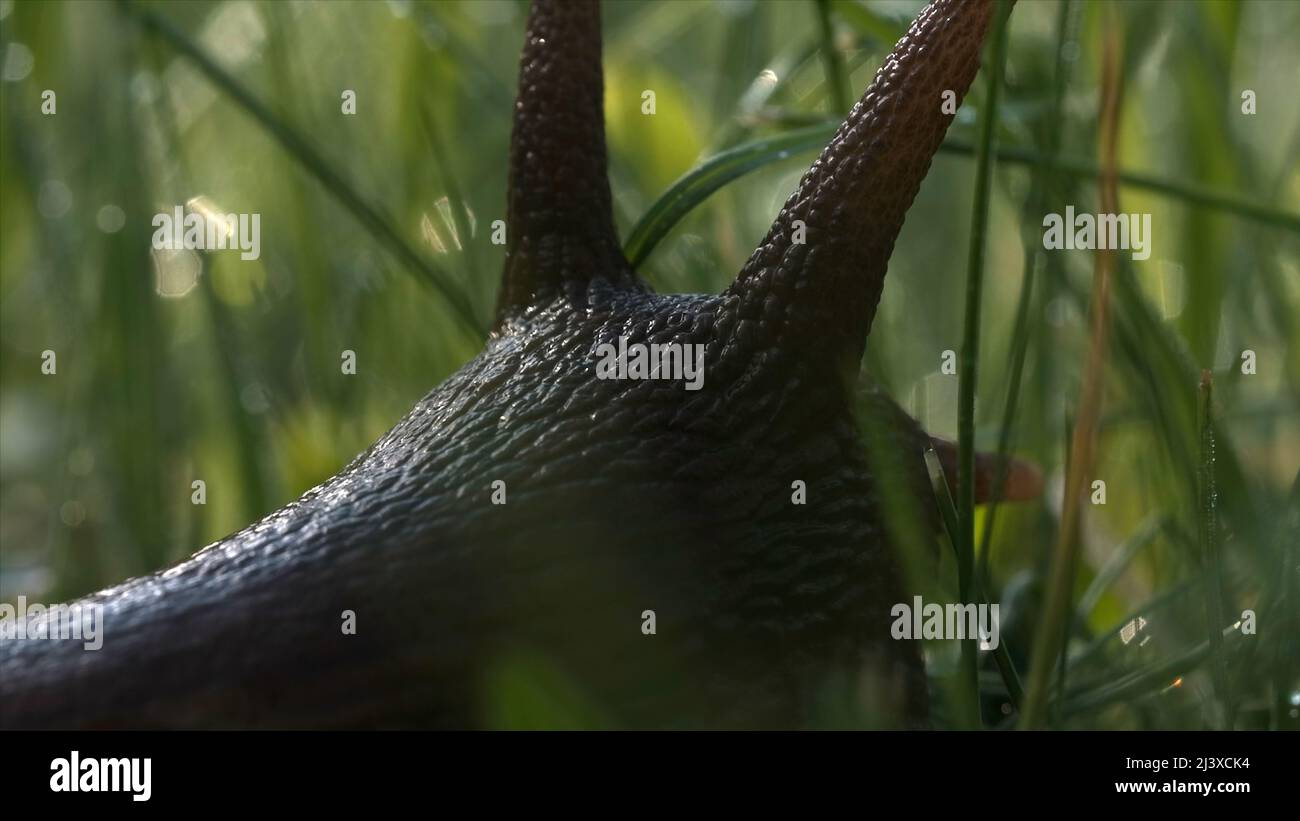 Close up of lovely big beautiful snail with moving antennae. Creative ...